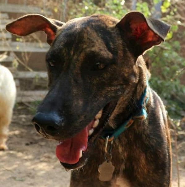 MILO - Animals of Our World