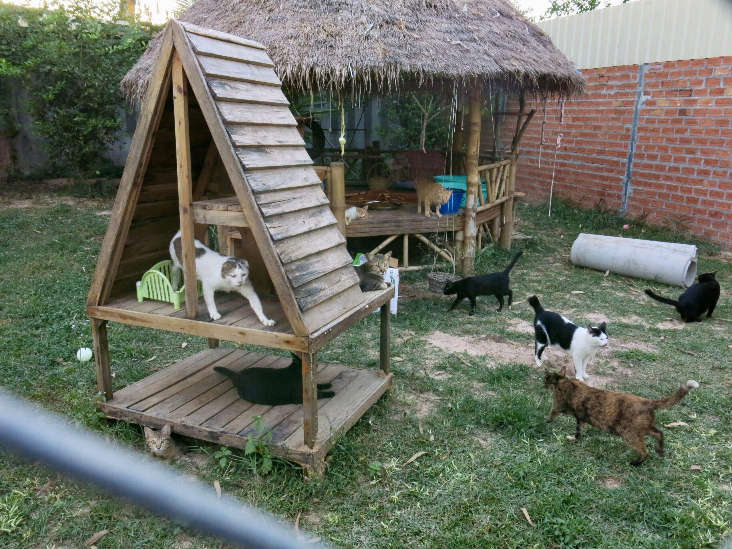 Save Animals With Us - Animals Of Our World